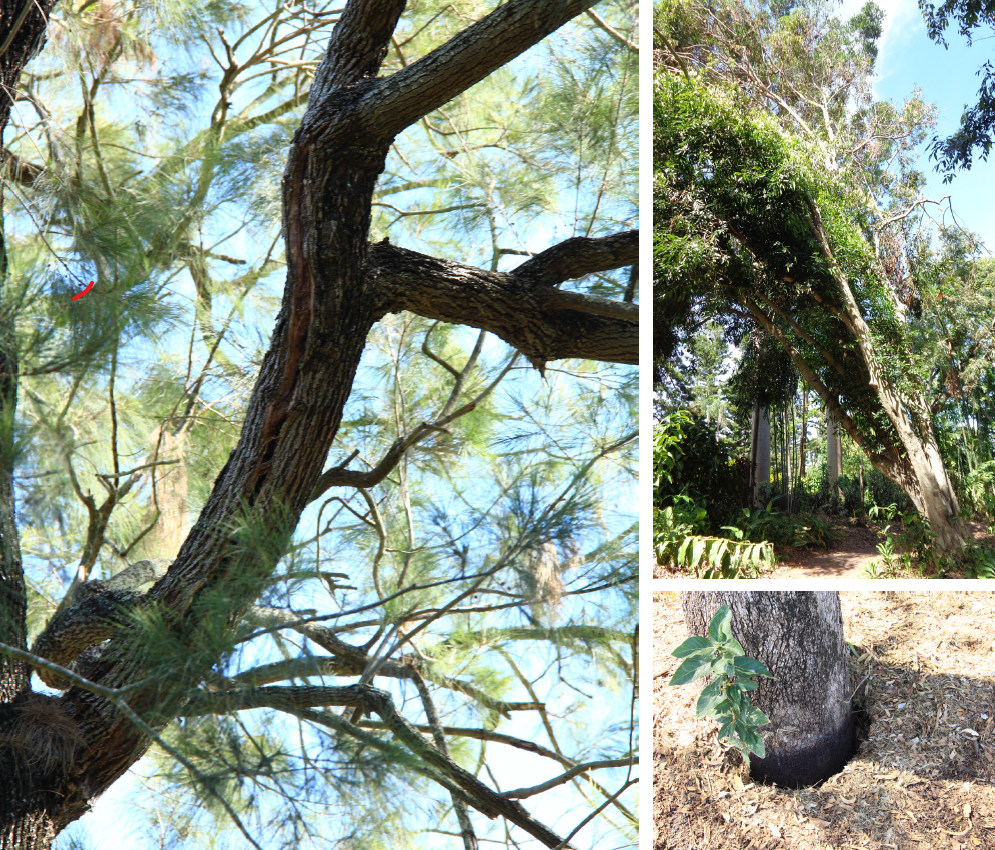 Rockhampton Botanic Gardens - Arbor Australis Consulting